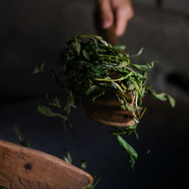 Withering process of tea leaves | Magazine | Avoury. The Tea