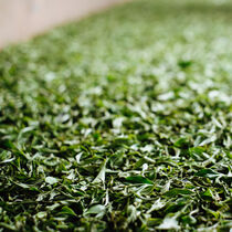 Withering process of tea leaves | Magazine | Avoury. The Tea