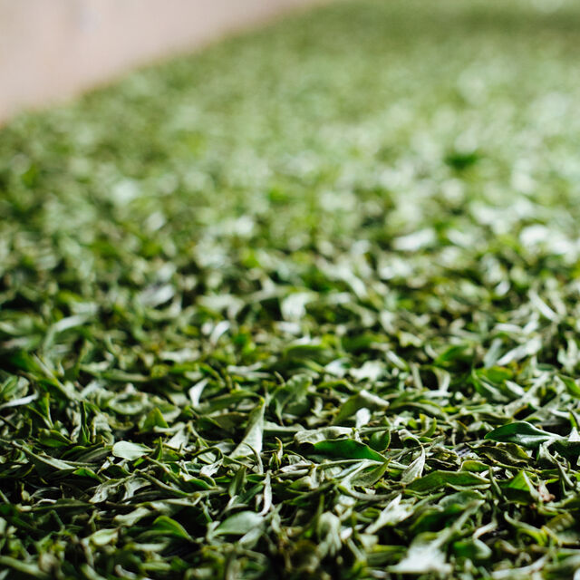 Withering process of tea leaves | Magazine | Avoury. The Tea