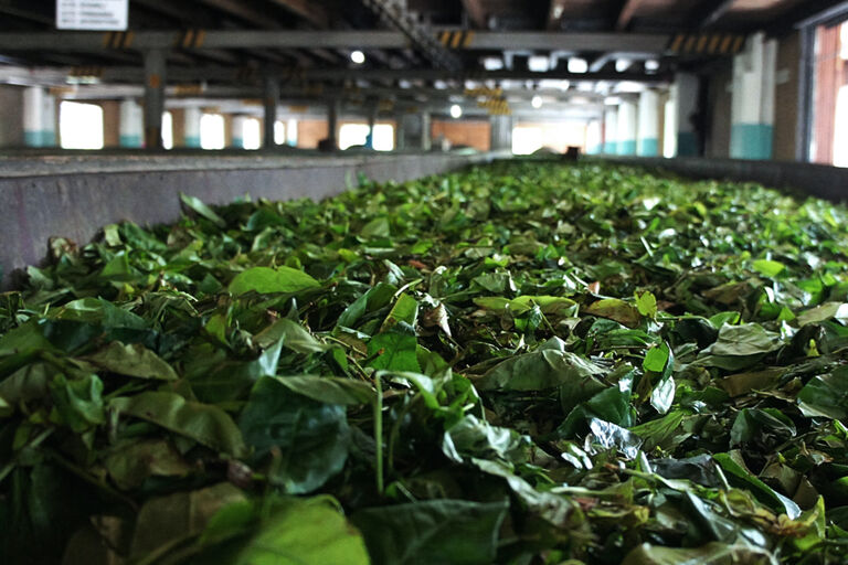 Withering process of tea leaves | Magazine | Avoury. The Tea