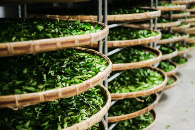 Withering process of tea leaves | Magazine | Avoury. The Tea