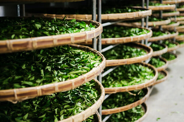 Withering process of tea leaves | Magazine | Avoury. The Tea