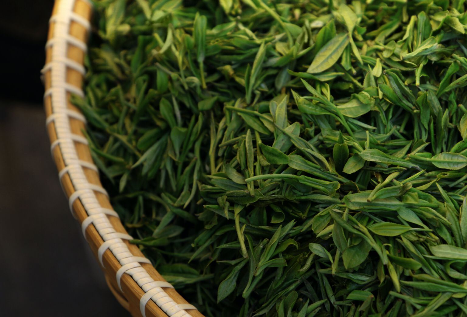 Withering process of tea leaves | Magazine | Avoury. The Tea